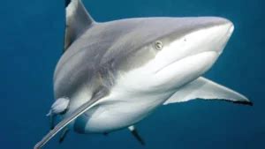 List Of Sharks In Philippines With Pictures
