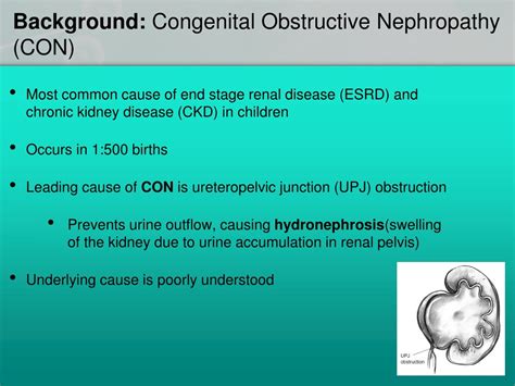 Ppt Determining How Sec10 And The Exocyst Complex Regulate Ureter