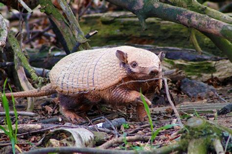 Sering Bikin Bingung Ini Perbedaan Tenggiling Dan Armadillo Idn Times