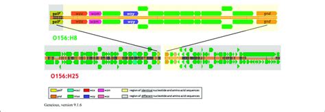 comparison of the architecture of the genome regions harboring the