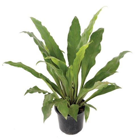 Asplenium Australasicum Lifestyle Home Garden Online Store