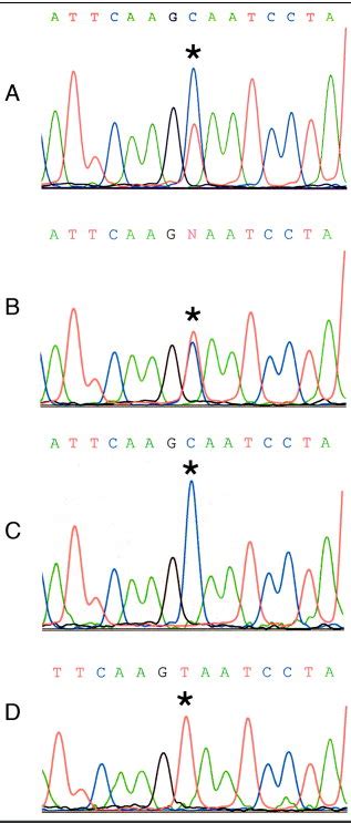 Automated Dna Sequencing Indicates Mtdna Heteroplasmy At Nucleotide Automated Dna Sequencing Indicates Mtdna Heteroplasmy At Nucleotide