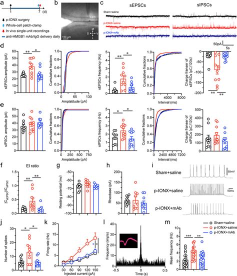 Systemic Anti Hmgb1 Mab Reversed The Hyperexcitability Of Pyramidal Download Scientific Diagram