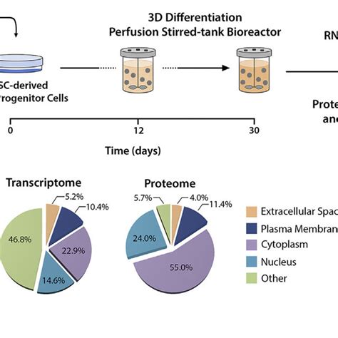 Schematic Workflow For Hipsc Derived Npc 3d Differentiation A Npcs Download Scientific