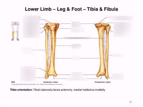 Appendicular Skeleton Tibia And Fibula Diagram Quizlet