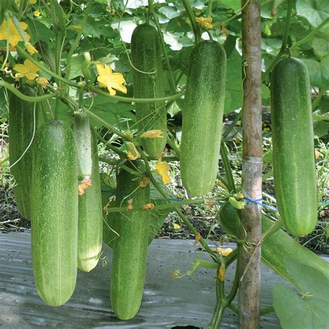 Mentimun Bintang Asia