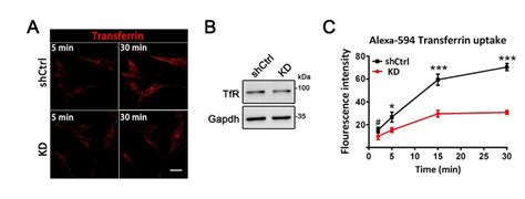 Fig S16 Clathrin Dependent Internalization Of Transferrin Was
