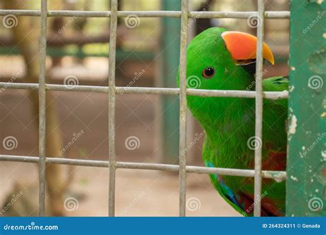 A Close Up Photo Of Male Eclectus Parrot Stock Image Image Of Male