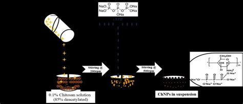Schematic Representation Of Preparation Of Chitosan Nanoparticles By Download Scientific