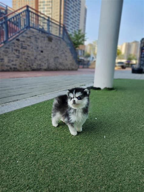 강아지분양강아지책임분양 강아지위탁분양 Facebook