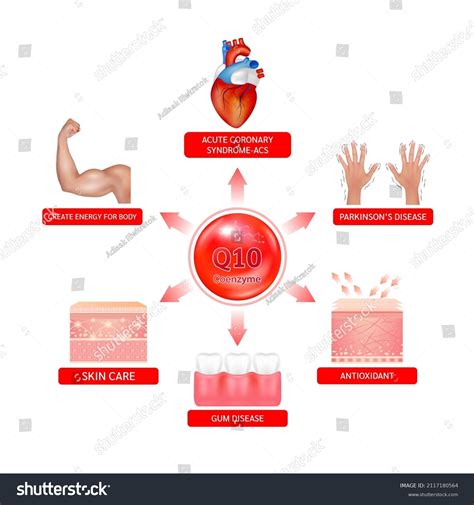 Essential Vitamins Minerals Humans Vitamin Coenzyme Stock Vector