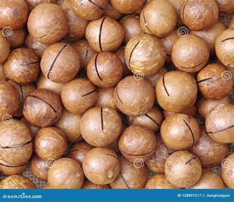 Close Up Of Macadamia Nuts Before Processing Stock Image Image Of Eating Healthy 128897217