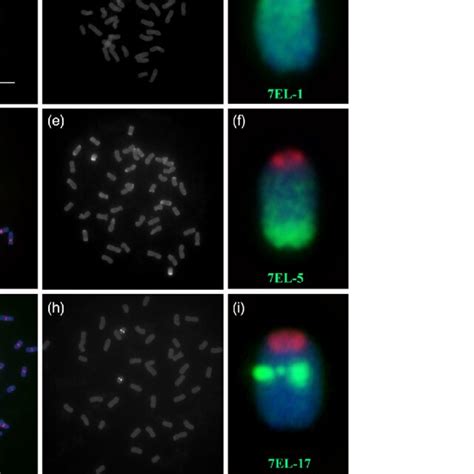 Pdf Autoploid Origin And Rapid Diploidization Of The Tetraploid Thinopyrum Elongatum Revealed