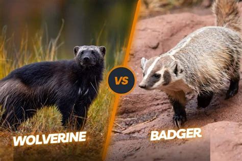 American Badger Vs European Badger 10 Key Differences