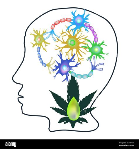 The Effect Of Hemp Seed Oil On The Central Nervous System Synapses Of