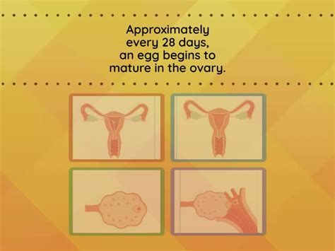 Female Sex Cells Cada Oveja Con Su Pareja