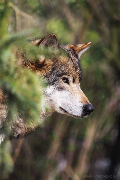 Stop Killing Wolves Awaiting By Puck Rietveld