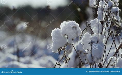 Snowflakes Covering Dry Grass On Frozen Field Sunny Winter Day Snowy Landscape Stock Image