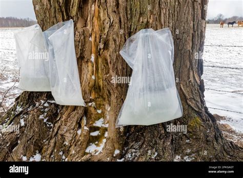 maple syrup sap bags at jeremy ralston blog