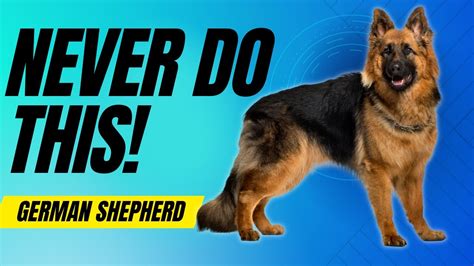 7 Things You Must Never Do To Your German Shepherd Youtube