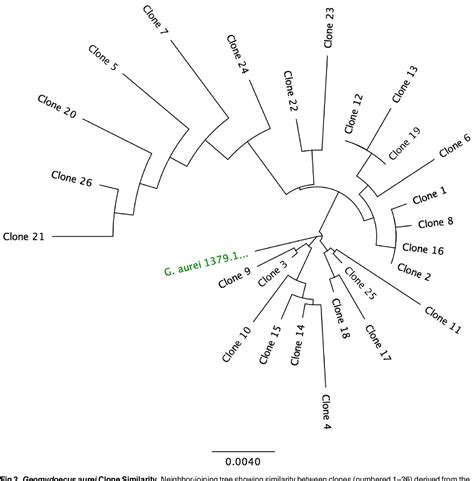 Figure 1 From The Mitochondrial Cytochrome Oxidase Subunit I Gene Occurs On A Minichromosome