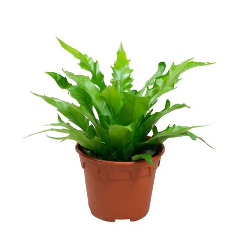 Asplenium Nidus Venus In Ø15cm Pot Shop Online At Ban Nee Chen Nursery