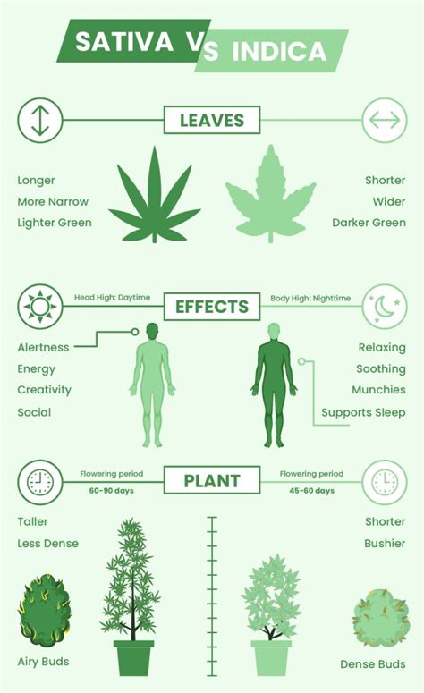 Sativa Vs Indica Vs Hybrid Compared A Complete Guide
