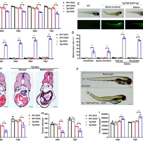 Rna Seq Transcriptome Analysis Identifies A Set Of Lip Dependent