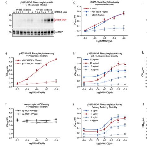 Step By Step Flowchart Showing The 7tm Phosphorylation Assay Protocol A Download Scientific