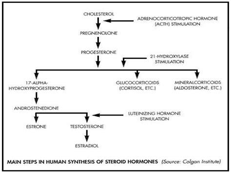 Progesterone Functions And Applications PPT