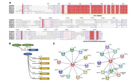 Protein Sequence Alignment Target Genes And Interaction Network