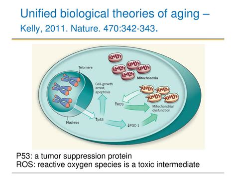 PPT Theories Of Aging PowerPoint Presentation Free Download ID