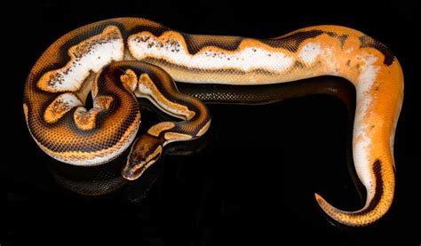 Abes Exotic Reptiles This Leo Dg Het Pied Is So Busy And Bright He Almost Looks Like A