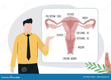 Man Show Structure Of Female Genital Organs Anatomy Of Vagina Uterus