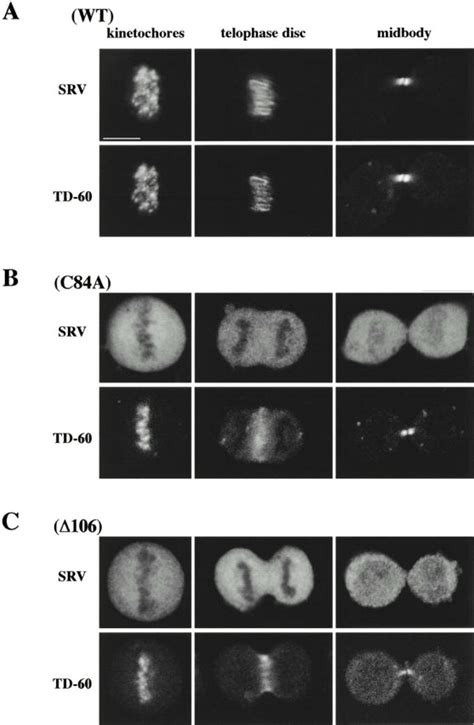 The Bir Motif C84a Mutation And The Δ106 Cooh Terminal Truncation On Download Scientific
