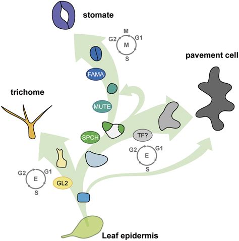 Using Quantitative Methods To Understand Leaf Epidermal Development