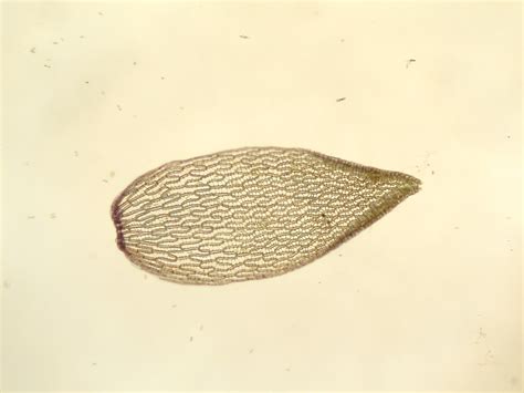 Plant Macrofossils Bogology