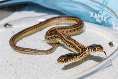 Two Headed Snake A Unique Find For Herpetology Lab Nebraska Today