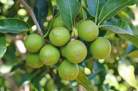 Орех макадамия технология сбора польза рецепты советы по выбору