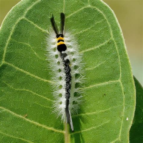 35 Types Of Orange And Black Caterpillars With Pictures