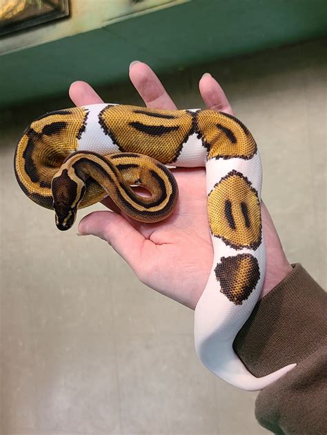 Python Regius Ball Python Pied Medium White Female 3 Ball