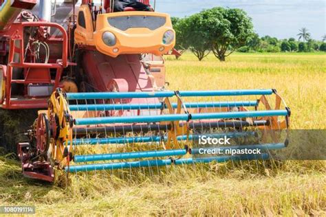 결합 수확기 쌀 필드에 대 한 조치 수확 익은 작물 수집 하는 과정입니다 가을에 대한 스톡 사진 및 기타 이미지 가을 곡초류 금색 Istock