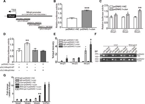 Cjun Directly Regulated Mlxipl Expression At The Transcriptional Level