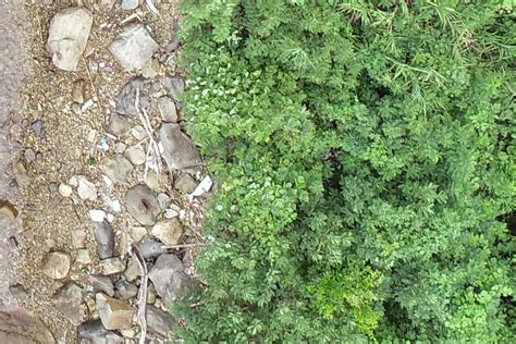 Ocean Trash Object Detection Dataset By Baeulang