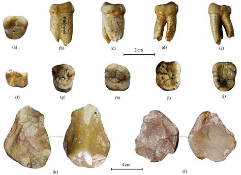 Gigantopithecus Fossils