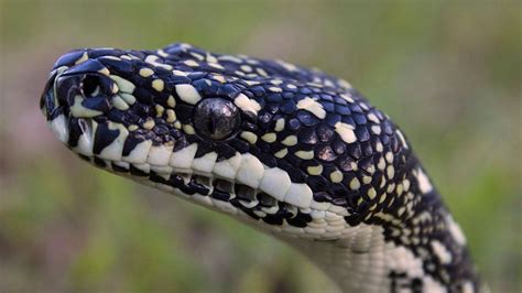 Python Covered With More Than Ticks Rescued In Australia Swimming Pools Backyard Python