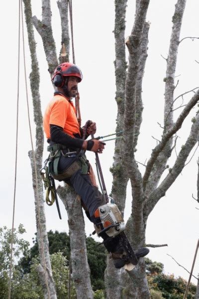 Arborists West Auckland West Auckland Tree Felling Tree Trimming