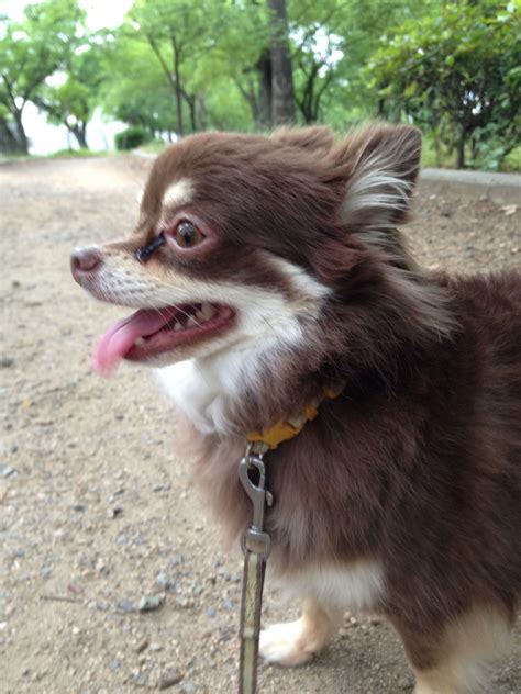 My Lovely Dog. His Name is Choco! | Dogs, Animals, Lovely