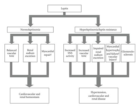 Cardiovascular And Renal Actions Of Leptin Sns Sympathetic Nervous Download Scientific