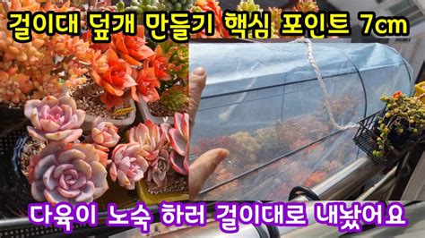 베란다 다육이 걸이대 하우스 비닐덮개 씌우기 핵심 포인트⭐️옆으로 들이치는 빗물도 차단해요 ️다육이 본격적인 노숙위해 내놨어요🤗 Youtube